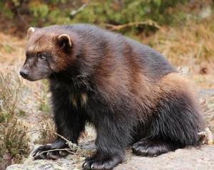 貂熊 - 搜狗百科