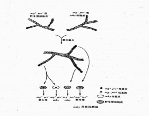异核体 - 搜狗百科