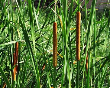 长苞菖蒲 - 搜狗百科