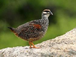 鹧鸪鸟 - 搜狗百科