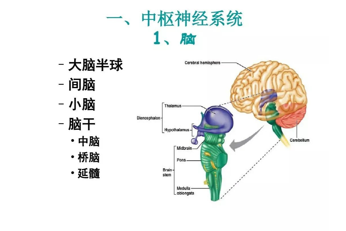 中枢神经系统(神经系统的主要部分)_搜狗百科