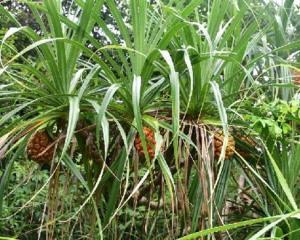 露兜树 - 搜狗百科