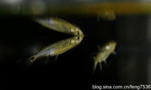 龙须灯鱼 - 搜狗百科