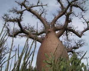 猴面包树 - 搜狗百科