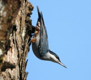 巨鳾 - 搜狗百科