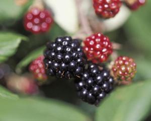 黑树莓 - 搜狗百科