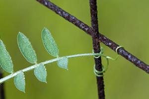 向触性 - 搜狗百科