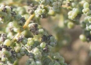 小叶碱蓬 - 搜狗百科