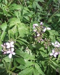 紫花碎米荠 - 搜狗百科