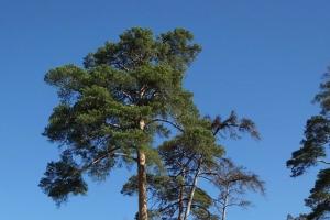 美人松 - 搜狗百科