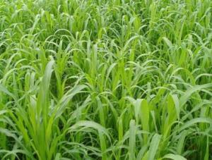 苏丹草 - 搜狗百科