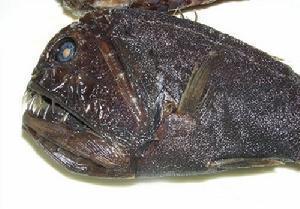 食人魔鱼 - 搜狗百科