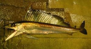 异鳞海蜥鱼 - 搜狗百科