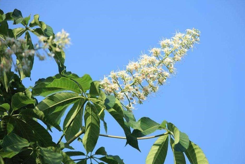 浙江七叶树(七叶树科七叶树属植物)_搜狗百科