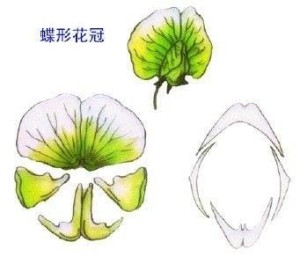 蝶形花冠 - 搜狗百科