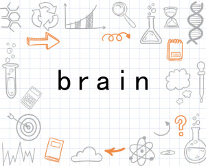 brain - 搜狗百科