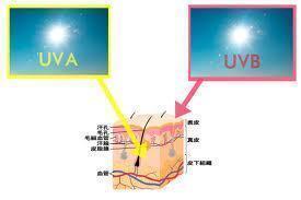 UVB_搜狗百科