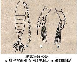 汤匙华哲水蚤 - 搜狗百科