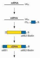 cDNA - 搜狗百科
