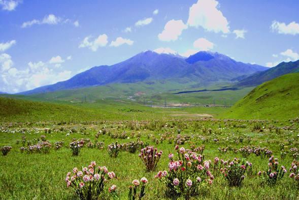 金银滩草原_搜狗百科