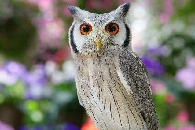 白脸角鸮(鸱鸮科白脸鸮属动物)_搜狗百科