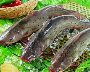 清江鱼 - 搜狗百科