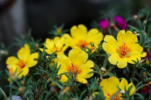 午时花(锦葵目梧桐科植物)_搜狗百科