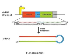 shrna - 搜狗百科