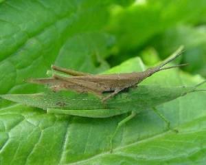 短额负蝗 - 搜狗百科