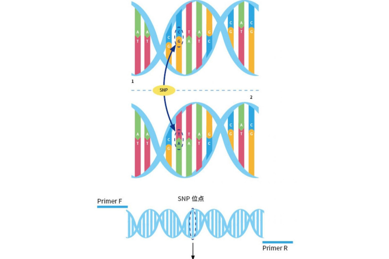 SNP(单核苷酸多态性的简称)_搜狗百科