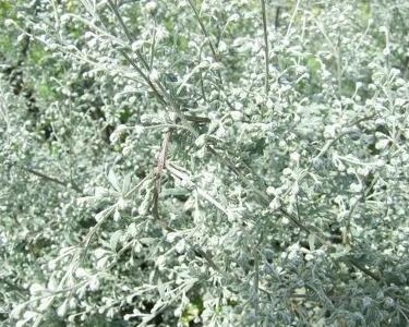 白莲蒿 - 搜狗百科