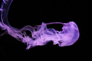紫色霞水母 - 搜狗百科